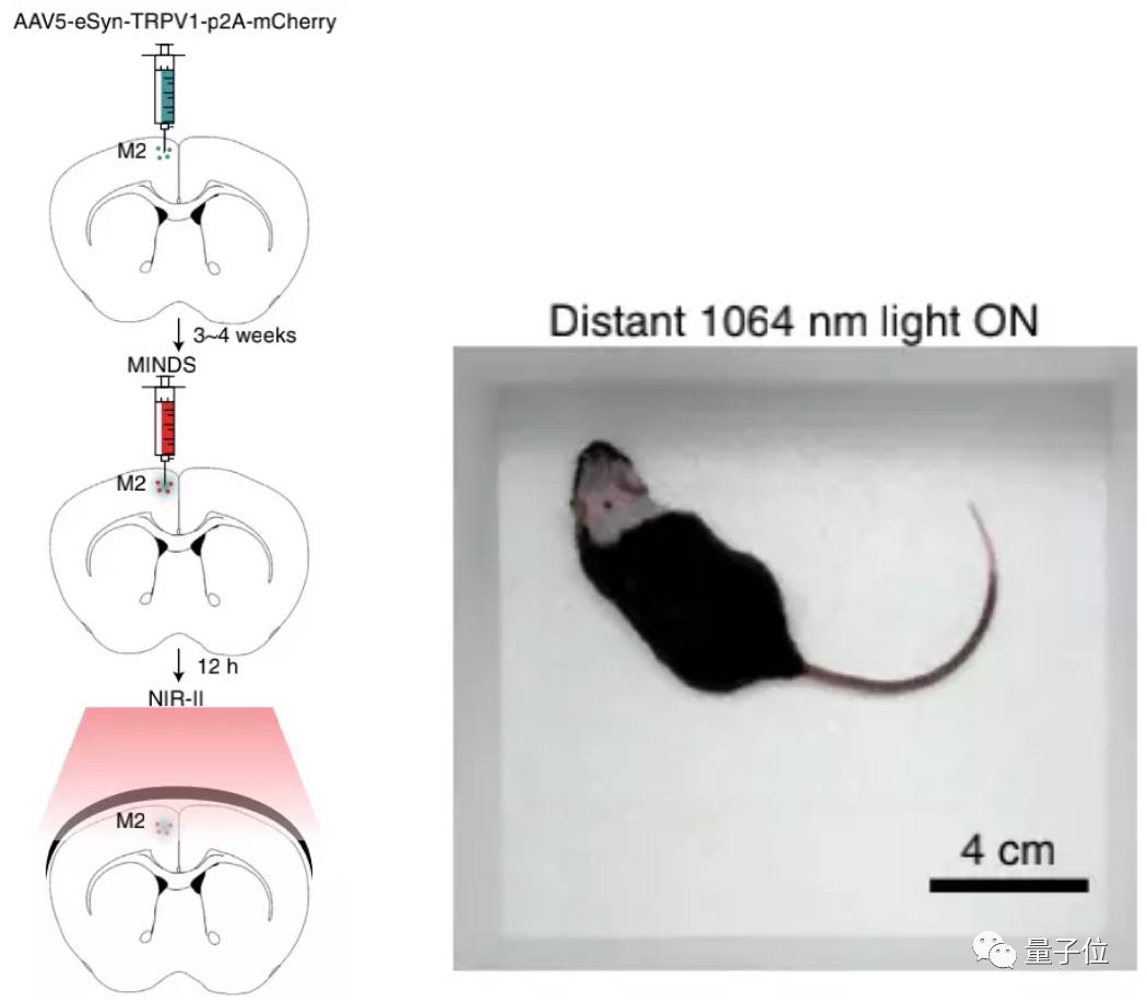 The remote control brain experiment was successful, but it scared the ...