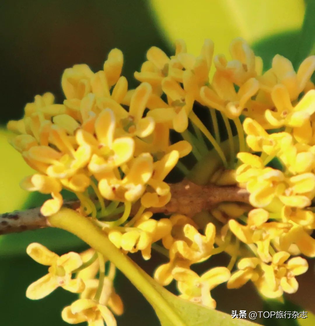 Changsha autumn fragrance tracking!Inventory can not only reward but ...