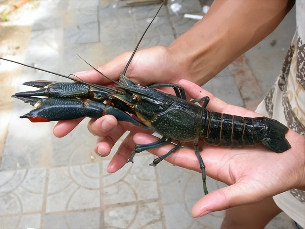 The tail looks like a mace. Have you ever seen such a freshwater ...