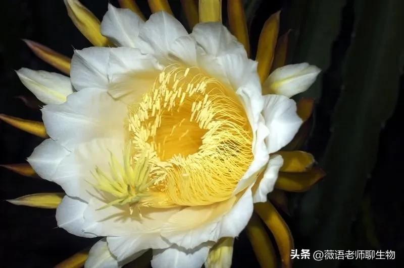 Overlord flower or dragon fruit?It is easy to distinguish - iNEWS