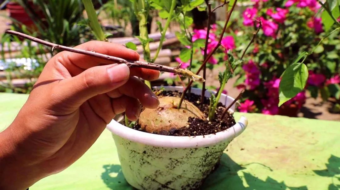 The process of "injured and regenerated roots" of plants goes through ...