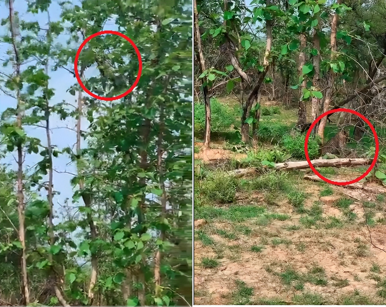 The process of the Indian leopard hunting monkeys was exposed, and it ...