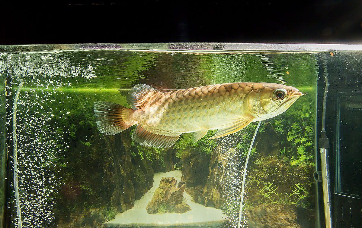 Solve the problem of deep-fried arowana scales from the source, and let ...