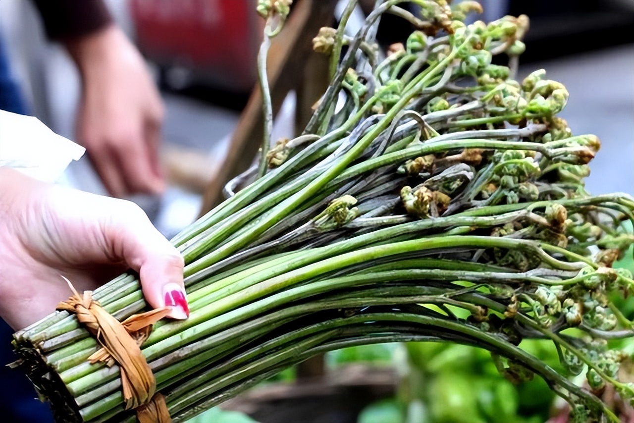 Is eating bracken harmful to health?Rumor: 3 kinds of wild vegetables ...