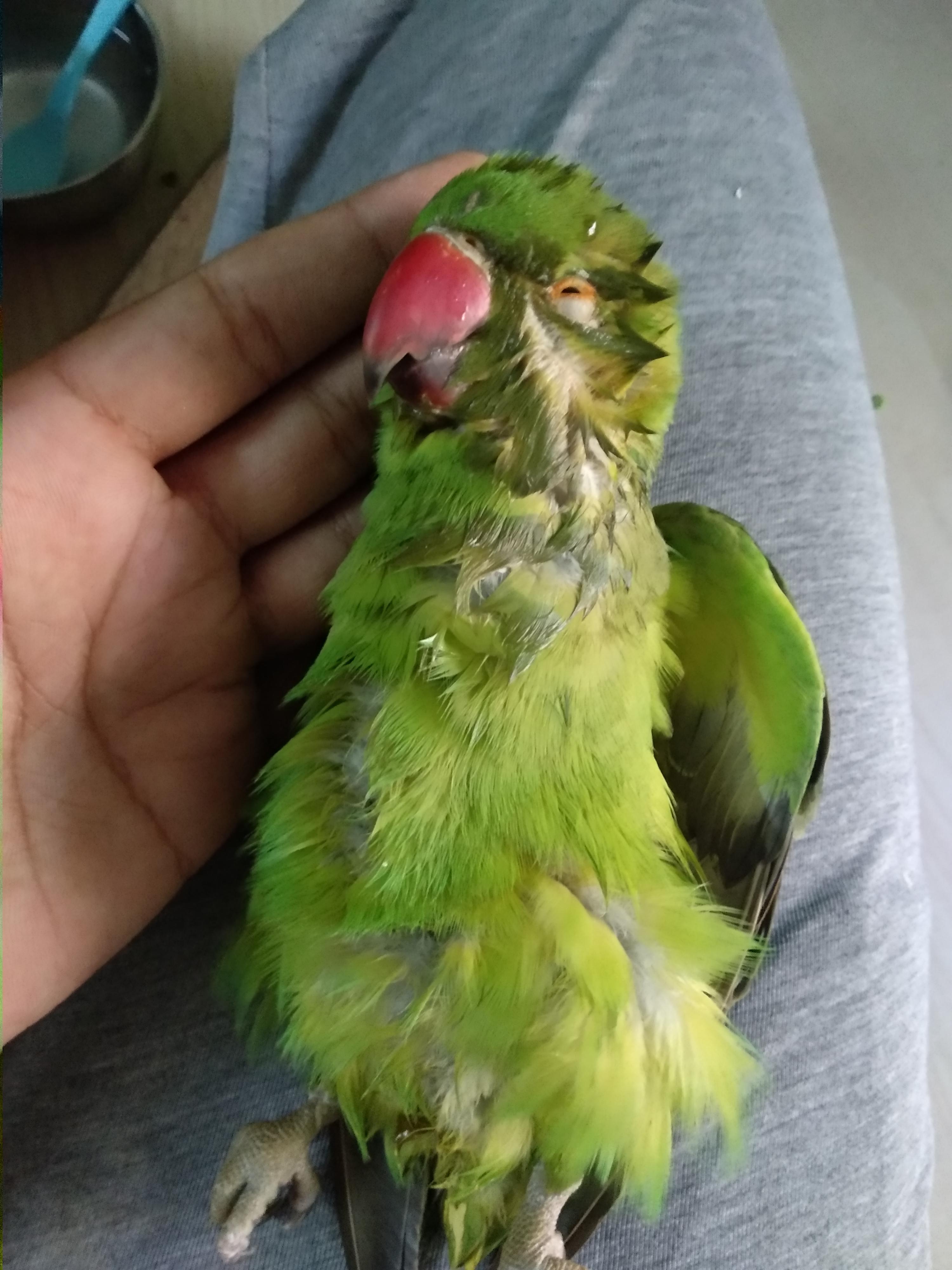 What can cause diarrhea in parrots? - iMedia