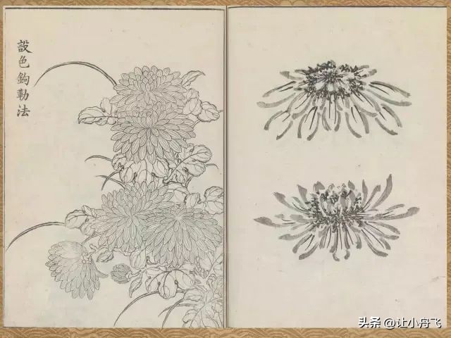 Qing Dynasty Shen Quan [Book of Chrysanthemum Painting Techniques] - iMedia