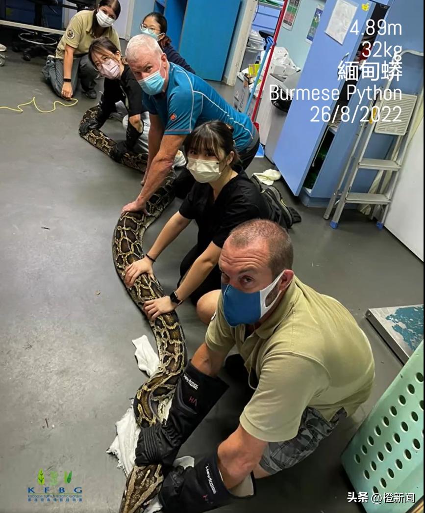 Hong Kong has the longest recorded python in Sai Kung wild, with a ...