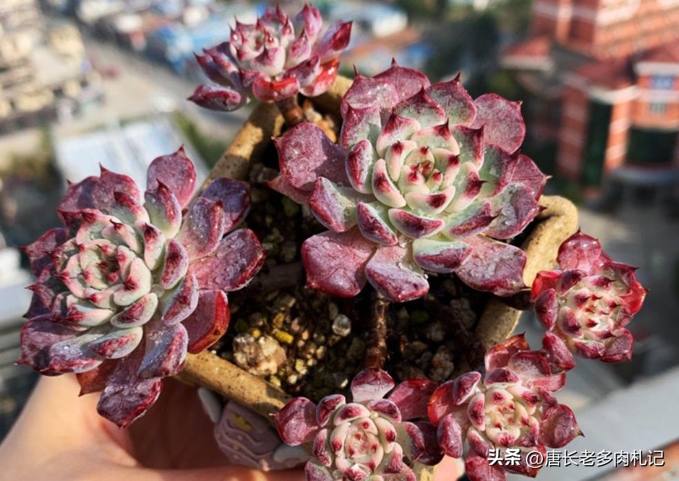 Succulent Saraji Peony——The "eyelashes" are long enough, the color is ...