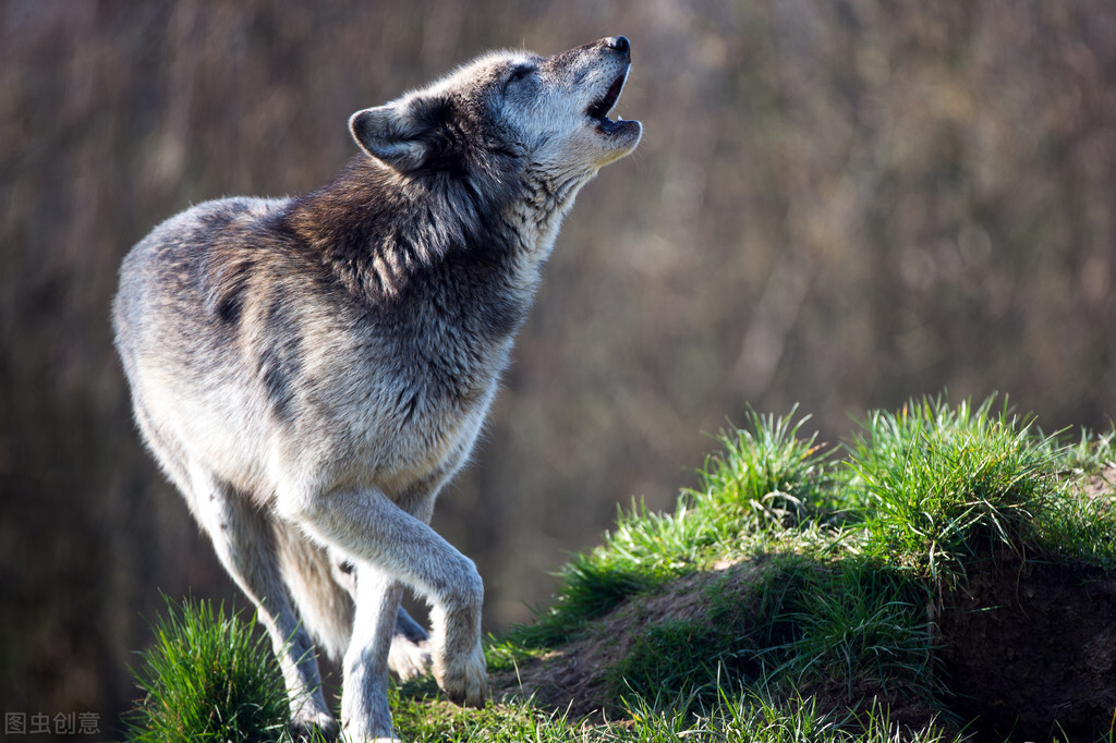 Gray wolf vs cheetah, who is more powerful? - iNEWS