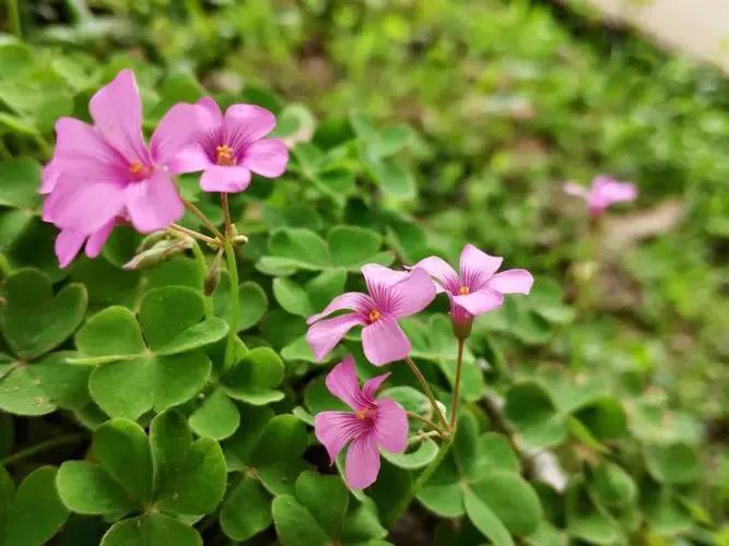 Know a flower every day: wood sorrel - iNEWS
