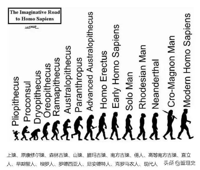 The evolution theory of the origin of human beings, we are animals of ...