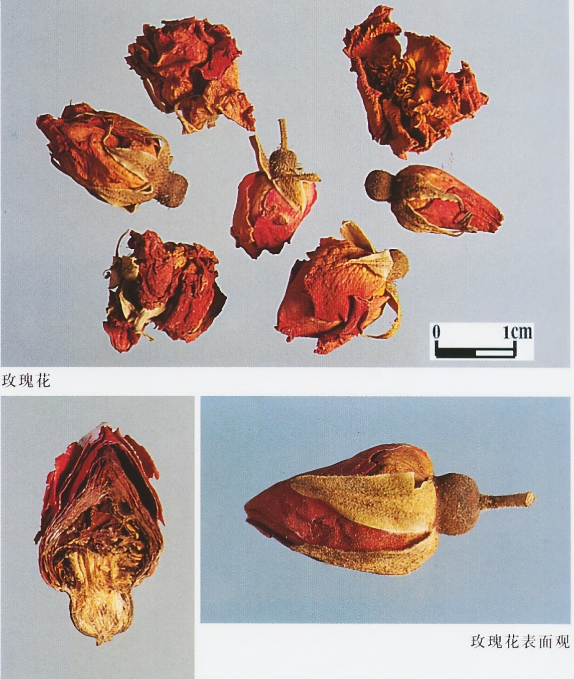 Take you to identify roses - iNEWS