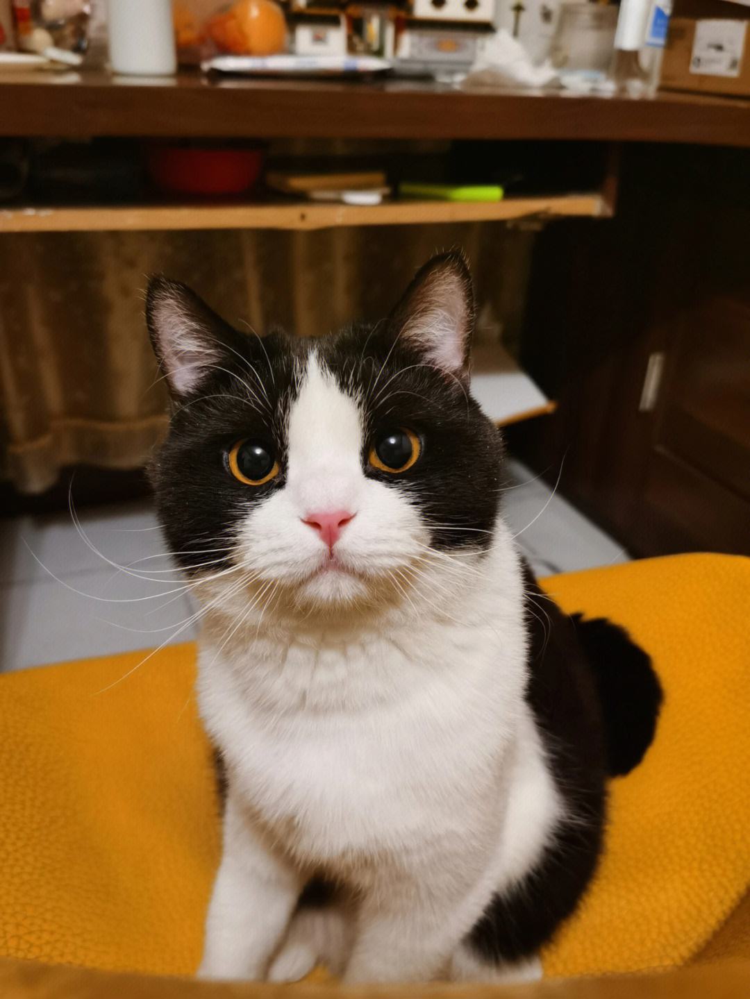 To tell you the truth, there is a big difference between "sterilized ...