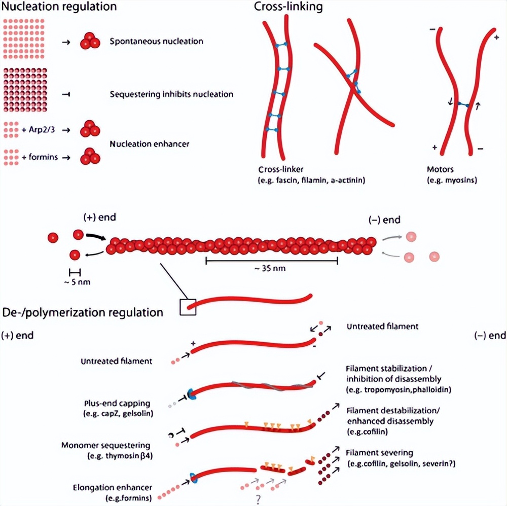 What complexity emerges in the cytoskeleton from single fiber to tissue ...