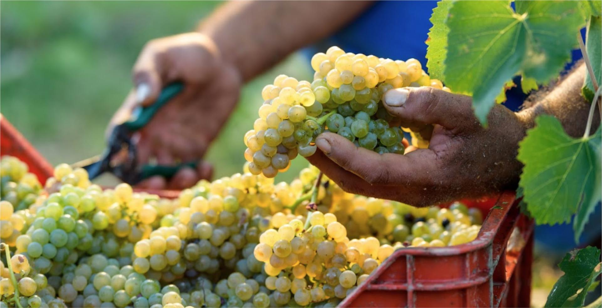 What "volcanic wines" are there in Italy? - iNEWS