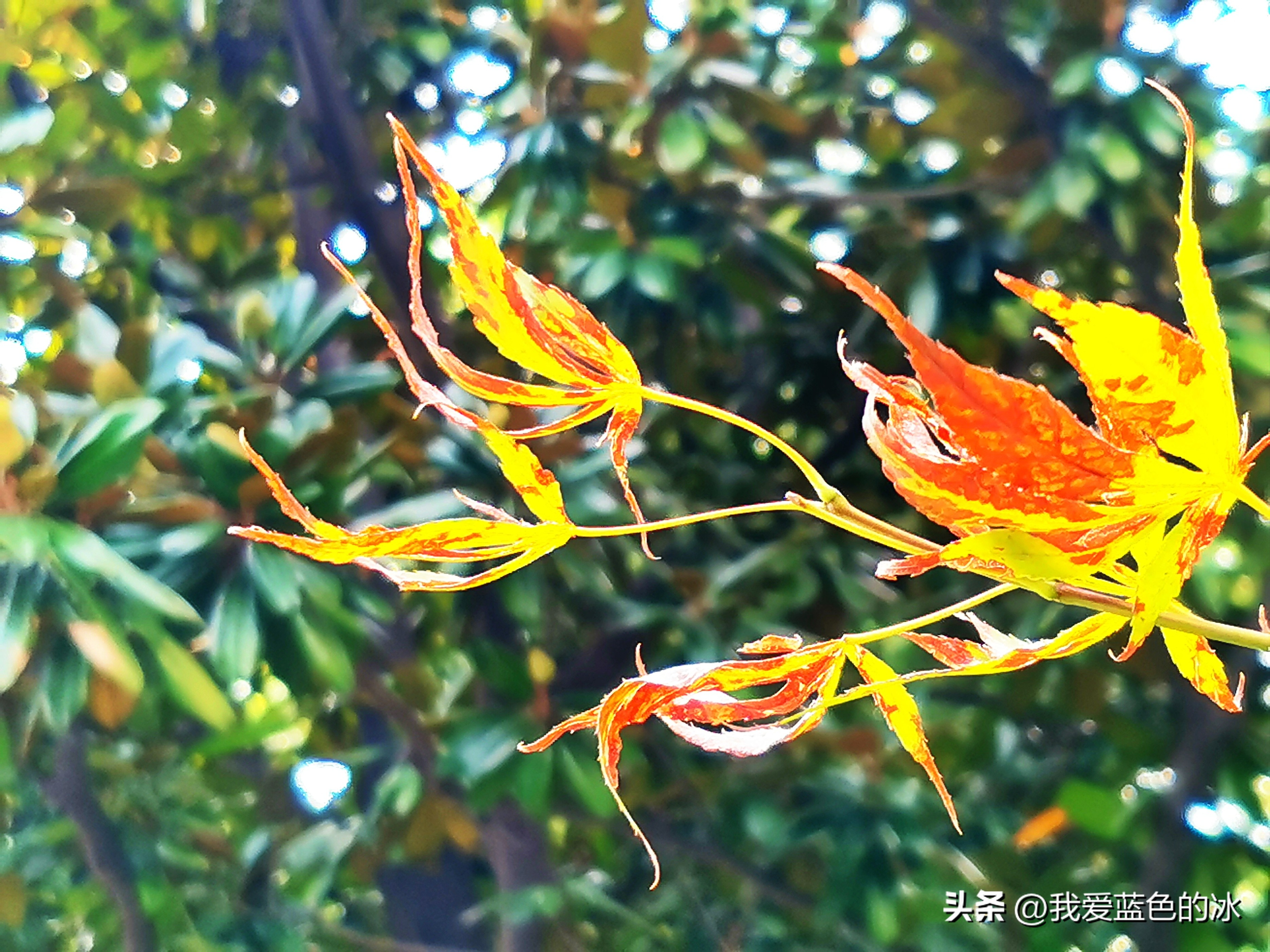 Charred chicken feet maple - iNEWS