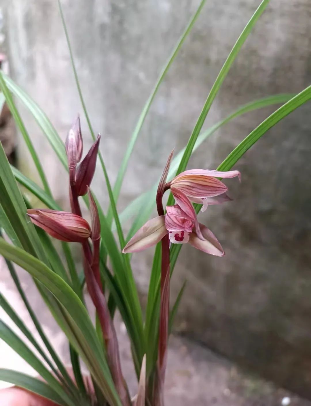 The first step of the orchid cultivation plan: select seedlings ...