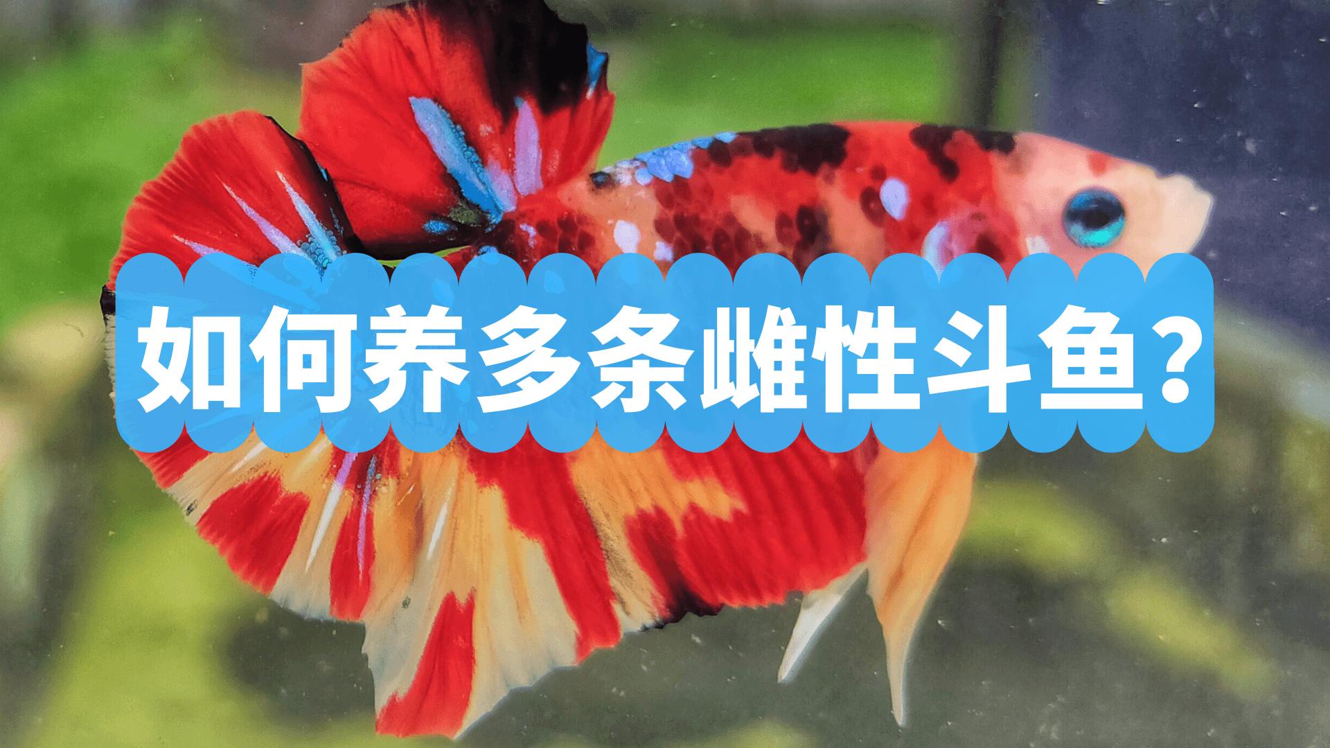 How to keep multiple female bettas in one tank?A tank of betta is so ...