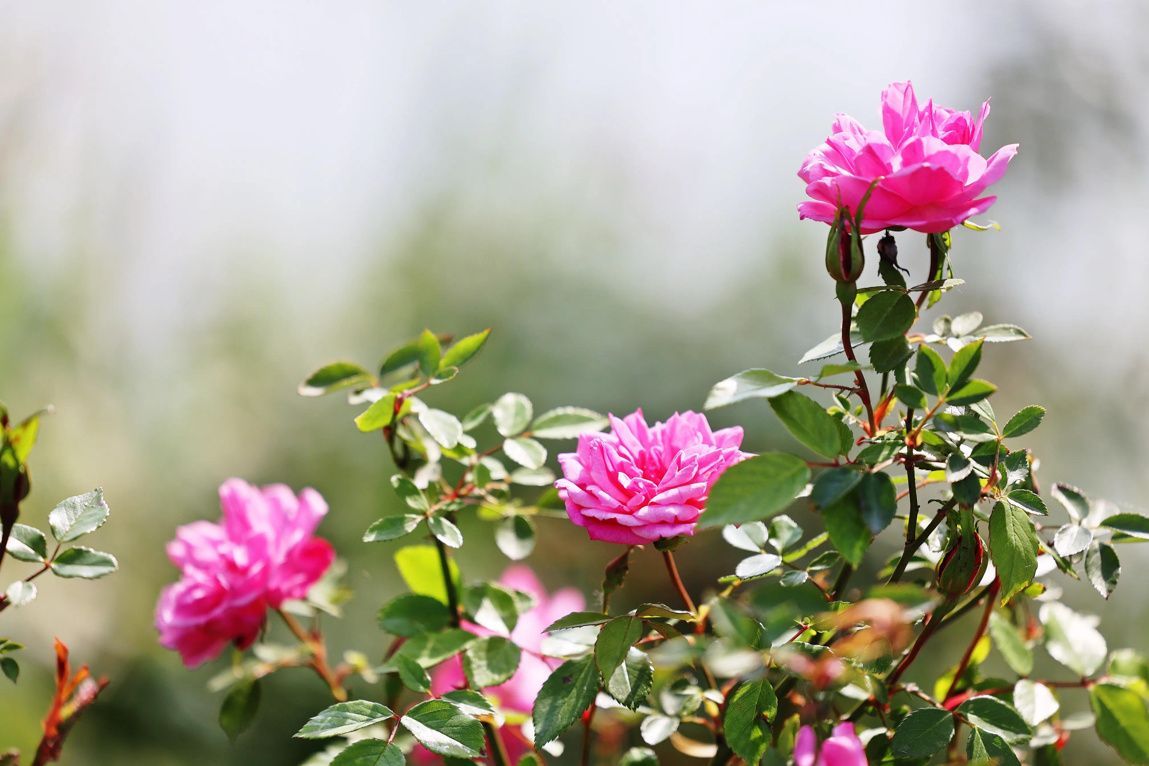 Roses, the season of the year, come back in April - iNEWS