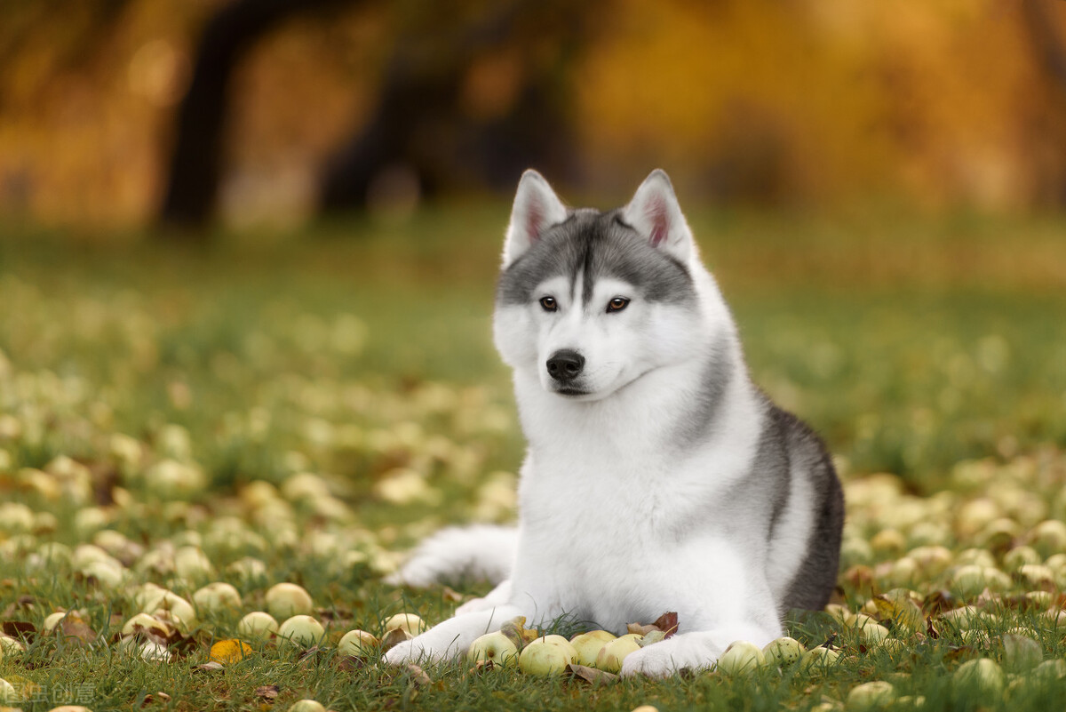 Why do huskies drool - iNEWS