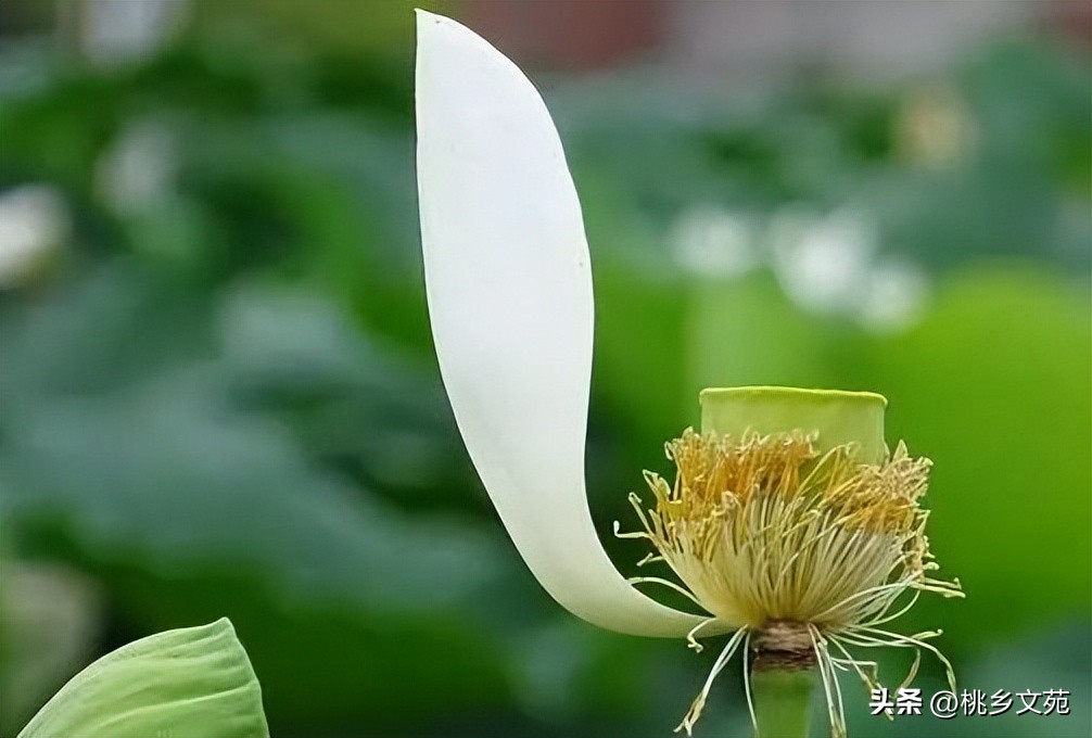 "Poetry" Jiao Fanghai: Early Morning in Late Spring (External Song) - iNEWS