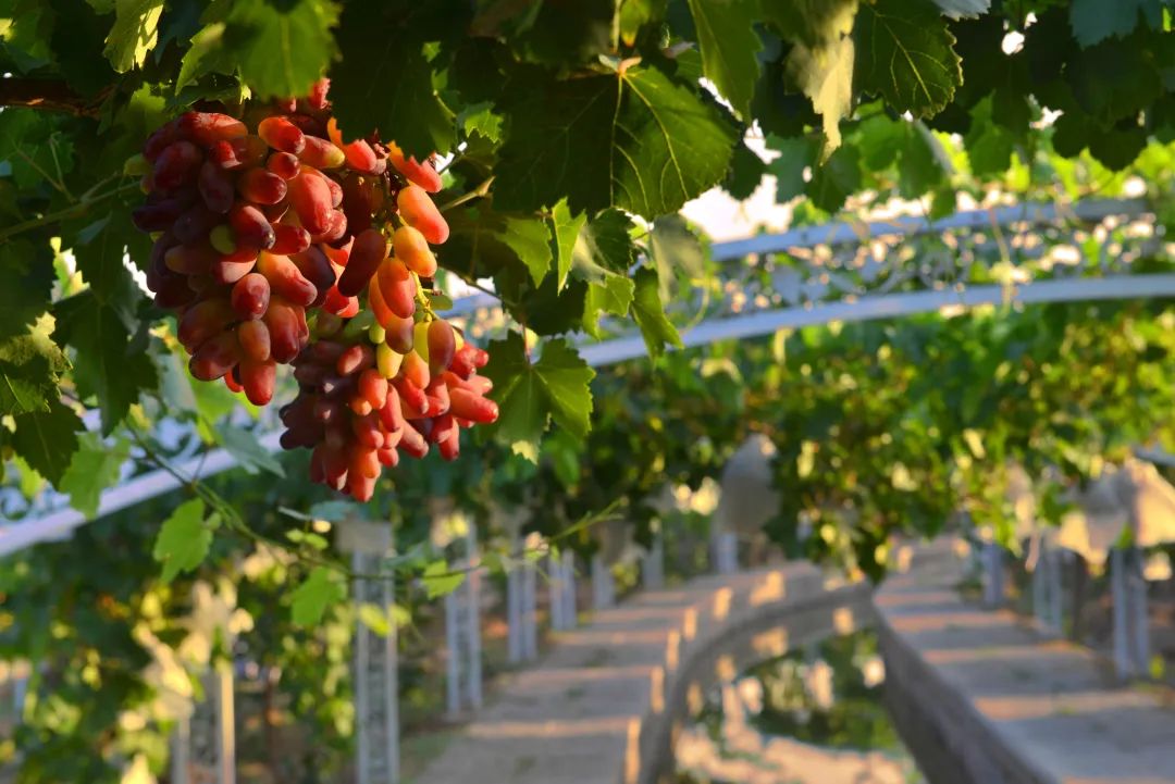 Come to Wuhai and taste the gentle red color by the Yellow River - iNEWS