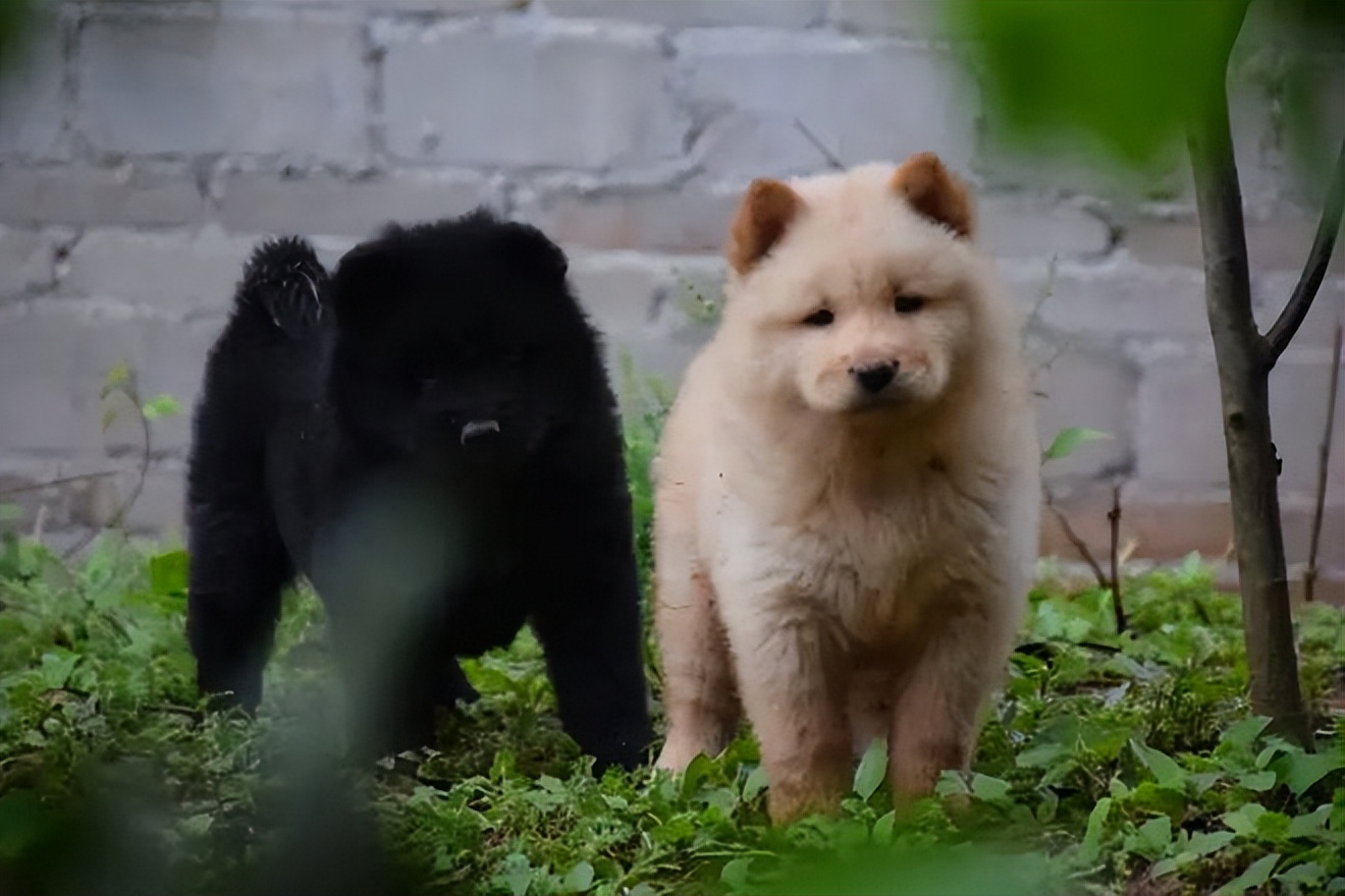 Chinese Garden Dog: Are our dogs really worse than imported ones? - iNEWS