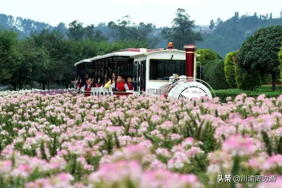 Chengdu has more than 3,000 acres of "flower sea", the first choice for ...
