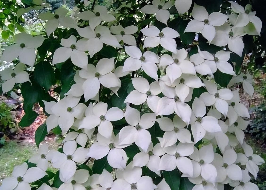 The world's famous ornamental flowers and trees, Japan's four photos of ...