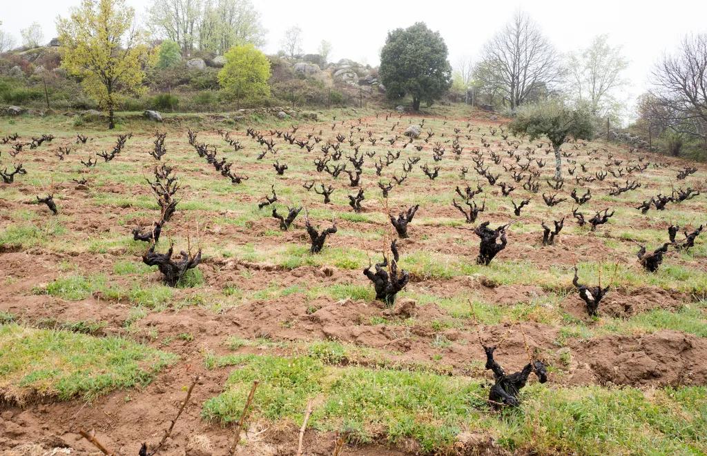 Comando G Winery - iNEWS