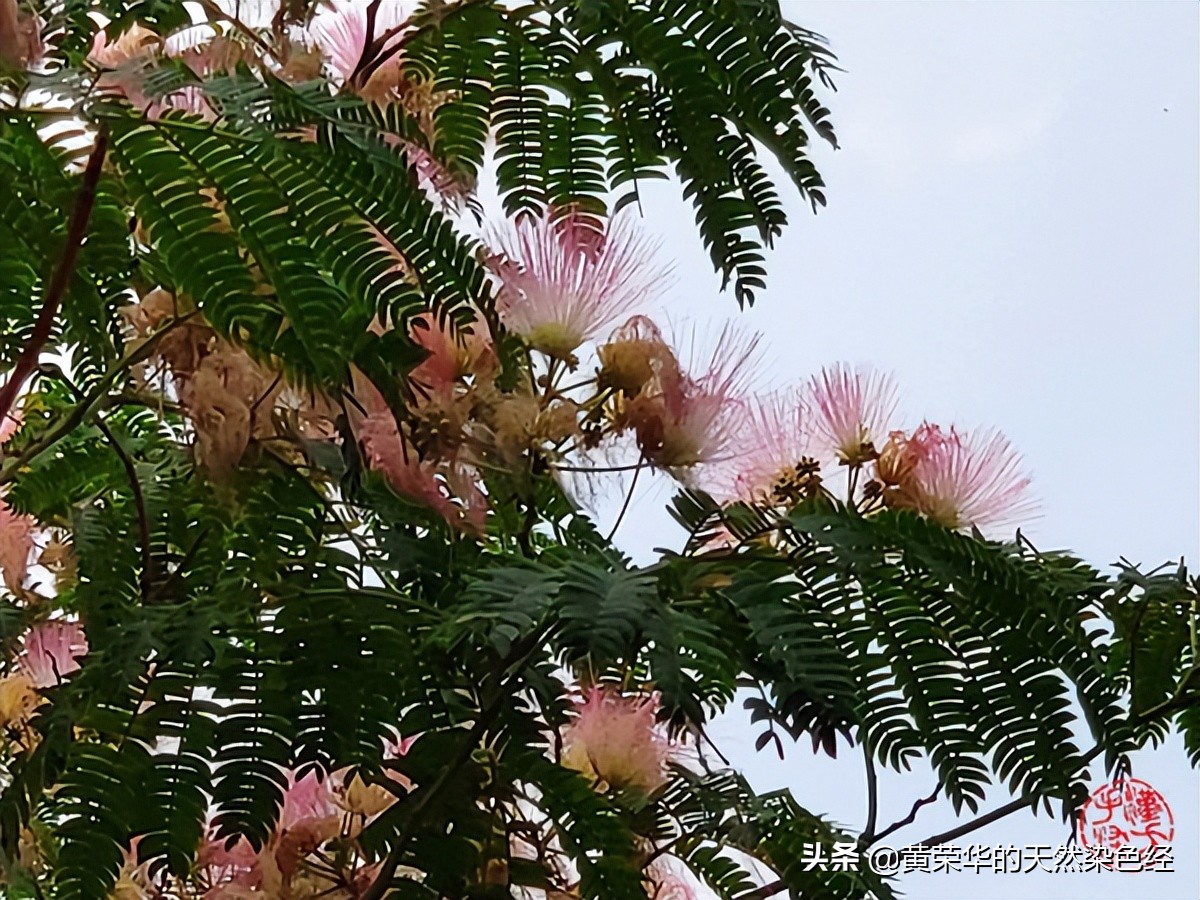 Chinese traditional color: Acacia red - iNEWS