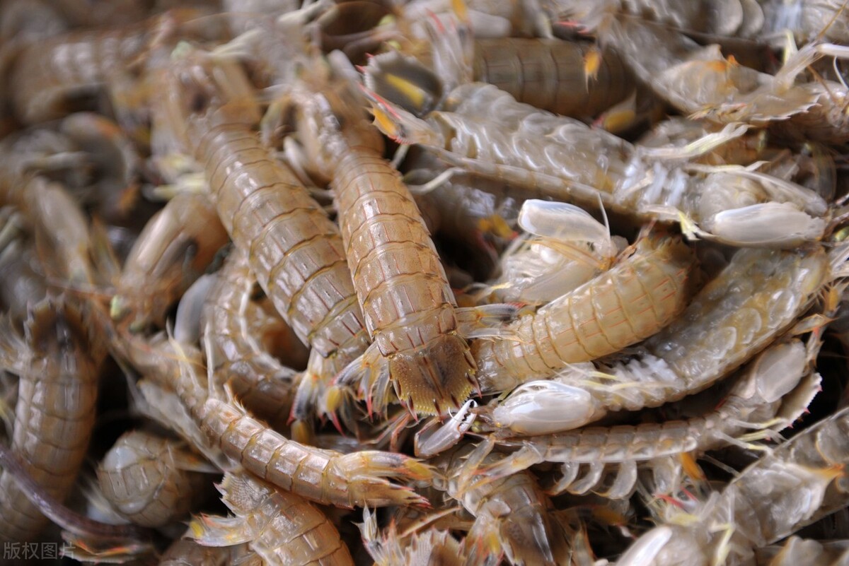 Pippi prawns are not actually shrimp!The world's largest pipi shrimp is ...