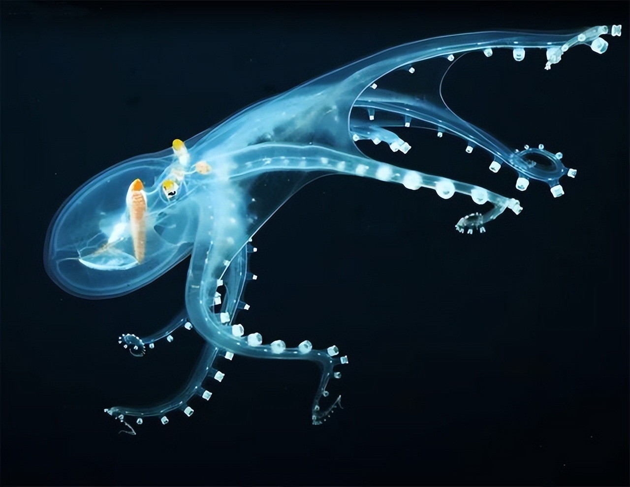 How smart is the octopus called an "alien creature"? With two sets of ...