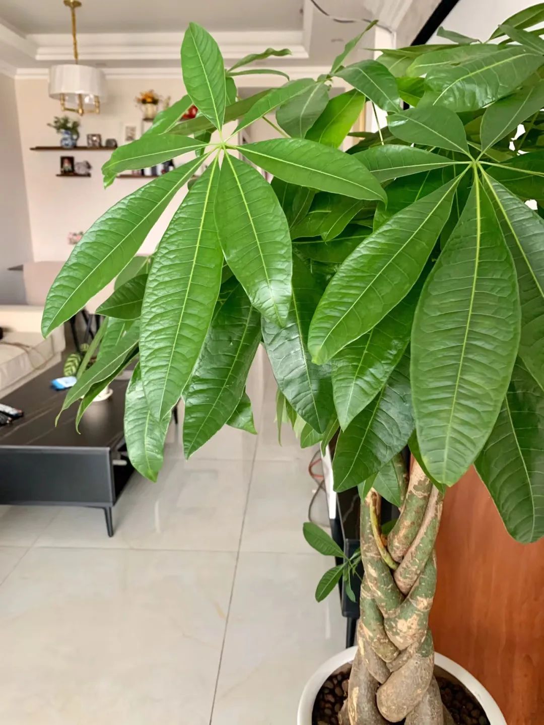 Want to make a fortune tree thrive? These four mistakes must be avoided ...