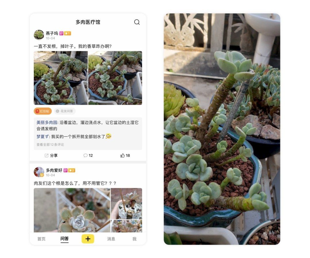 How to care for the fleshy and hairy roots in the potting period?little ...