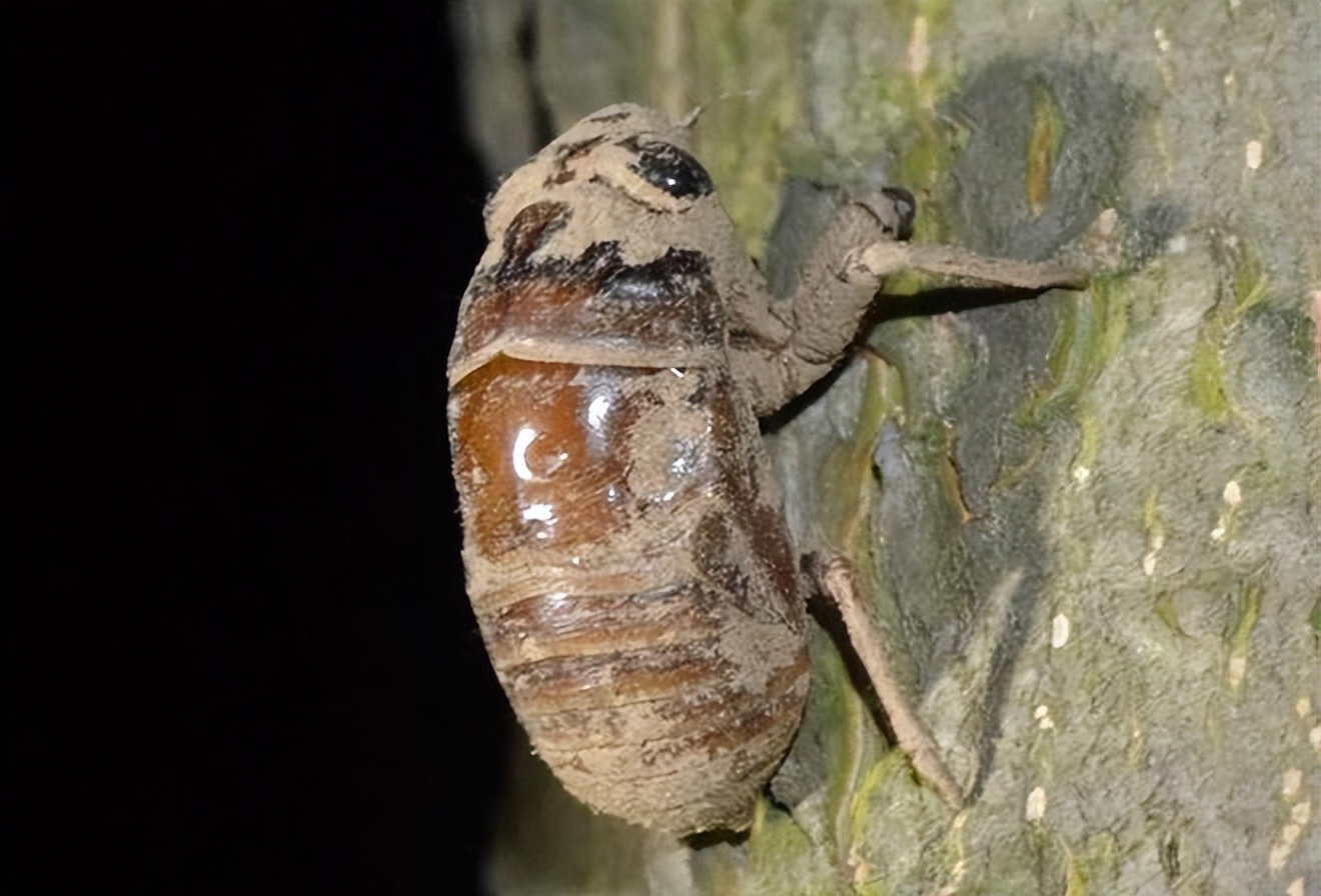 Is eating "cicada monkey" harmful or nourishing? The doctor gave the ...