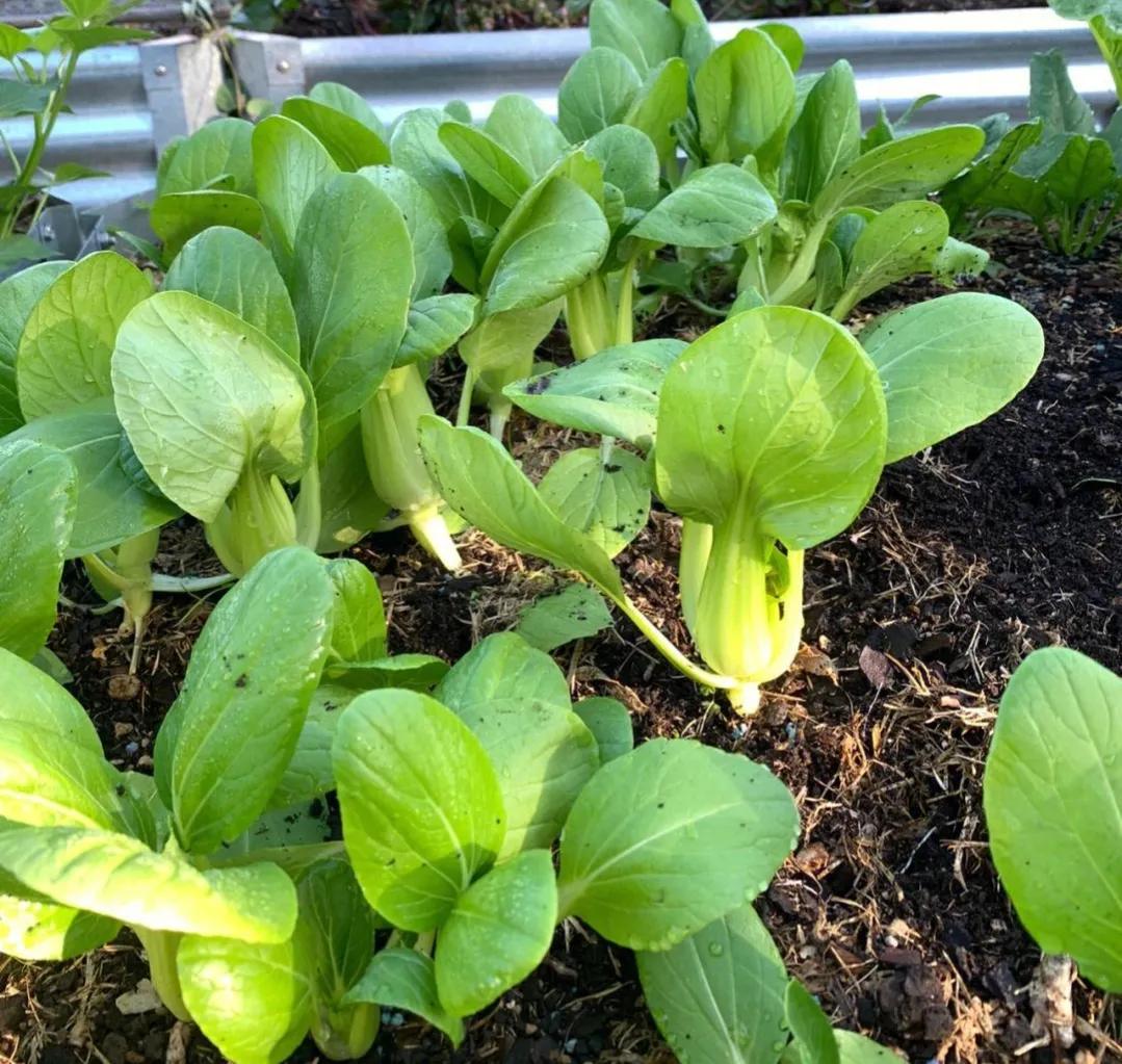 10 kinds of lazy vegetables, which can be grown on balconies and ...