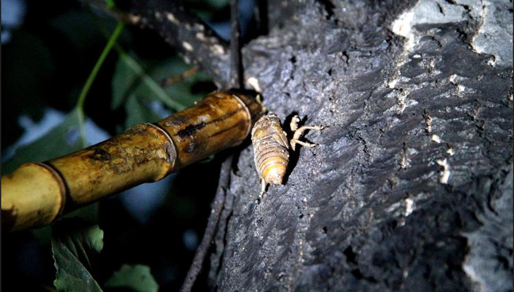 Catch the cicadas, catch the cicadas - the happy time of childhood ...