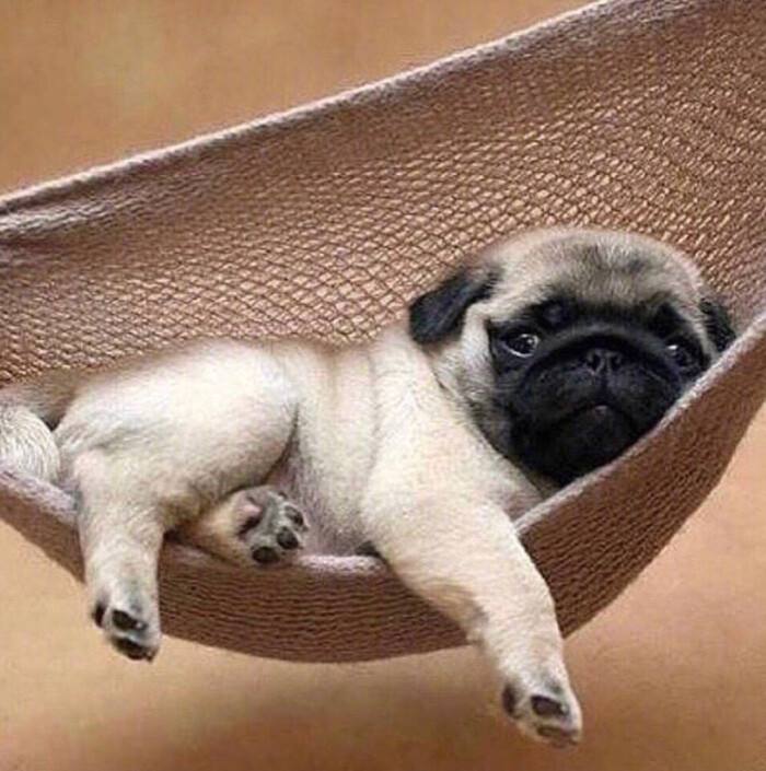 Pugs are also very "double standard"!Treat the real master, it will do ...