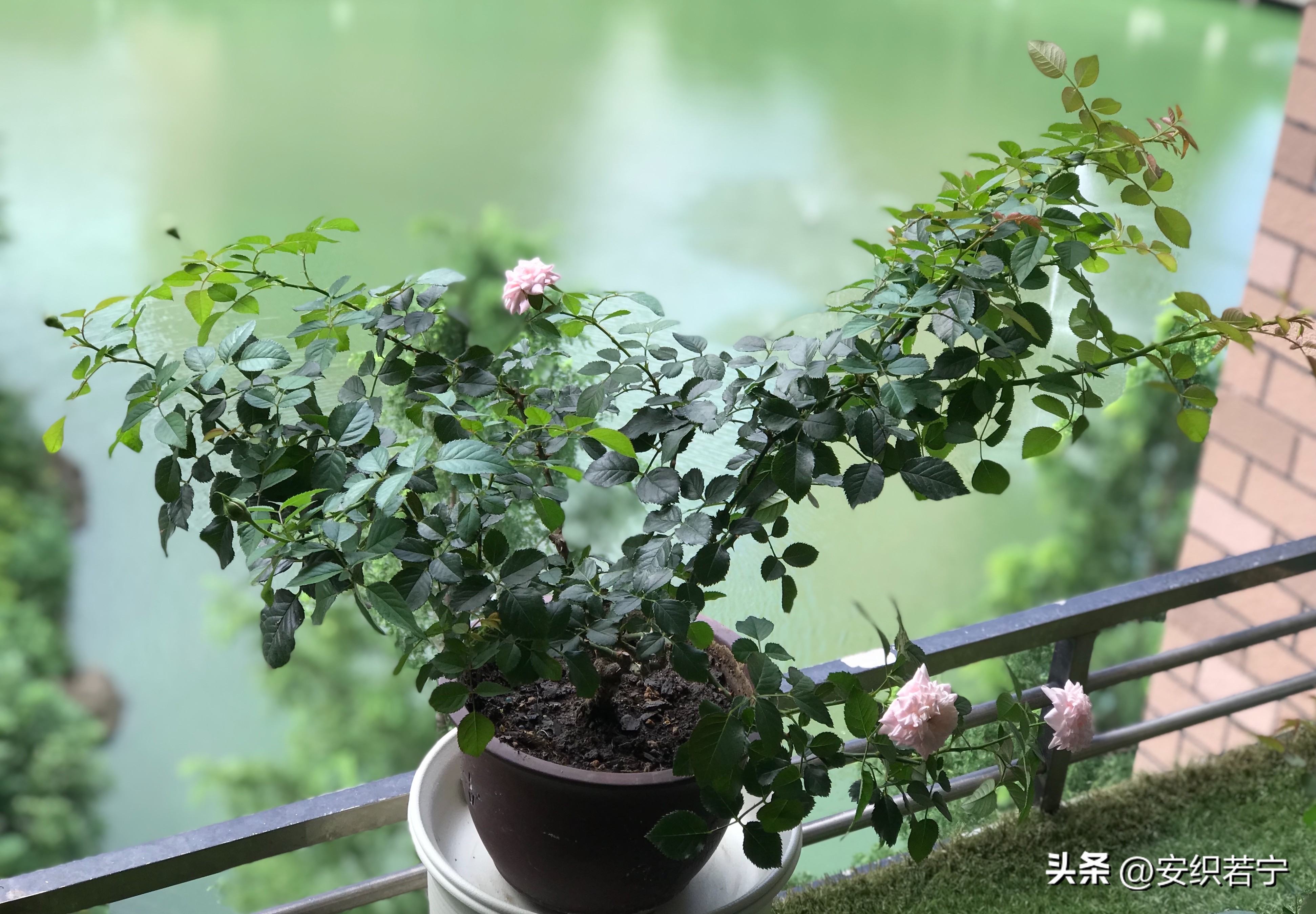 The key to ensuring the safety of rose flowers in summer - don't prune ...