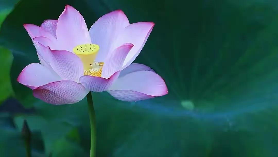 The lotus is blooming, do you know the law of the lotus? - iNEWS