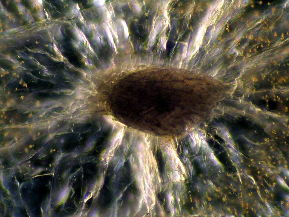 Tissint Martian meteorite flakes - iNEWS