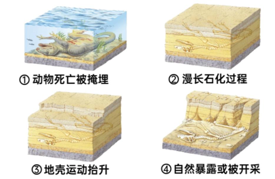 Scientist: Humans evolved from fish, and fossils are evidence to reveal ...