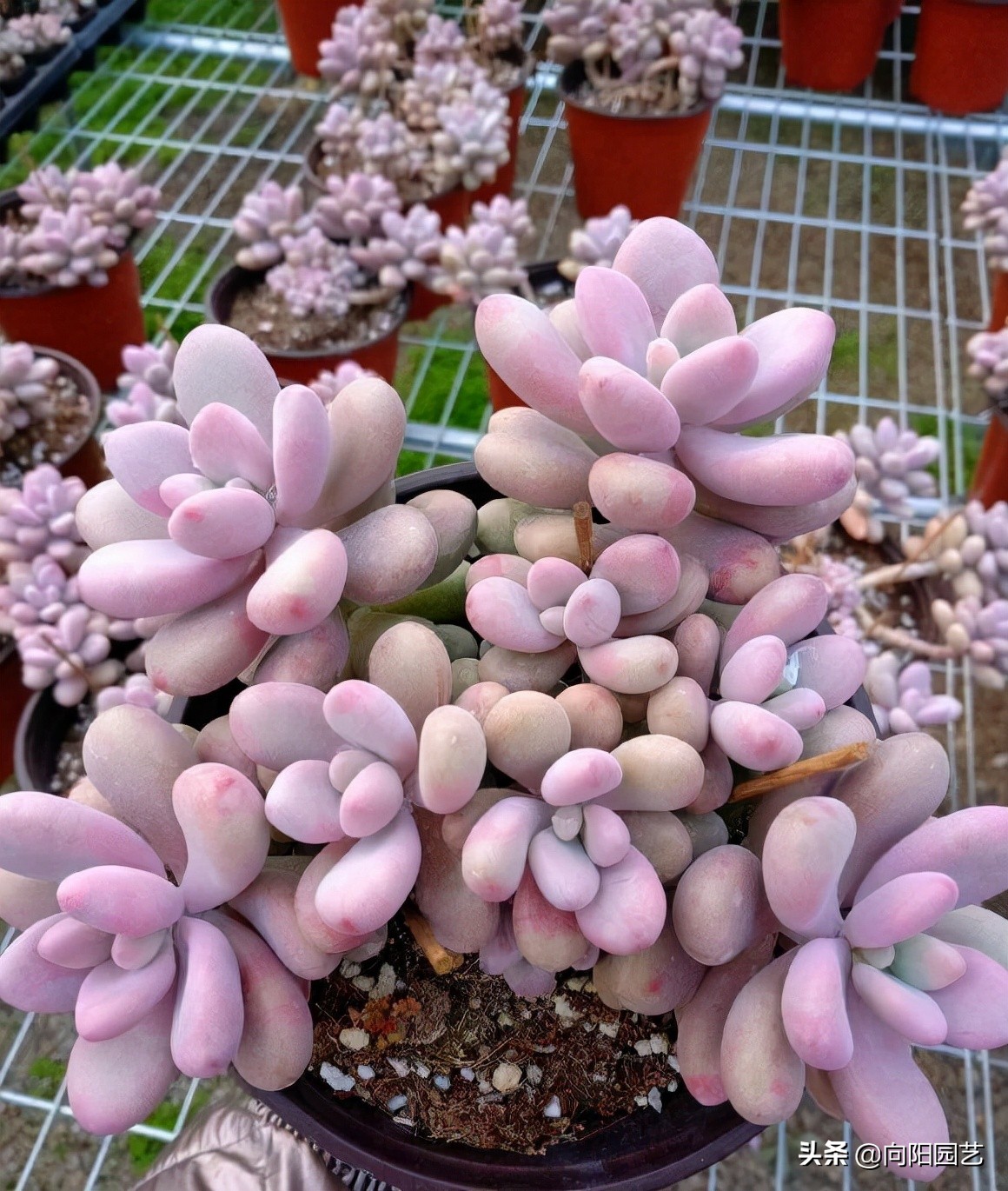 The two "beauties" in the succulent, the leaves are chubby, the whole ...
