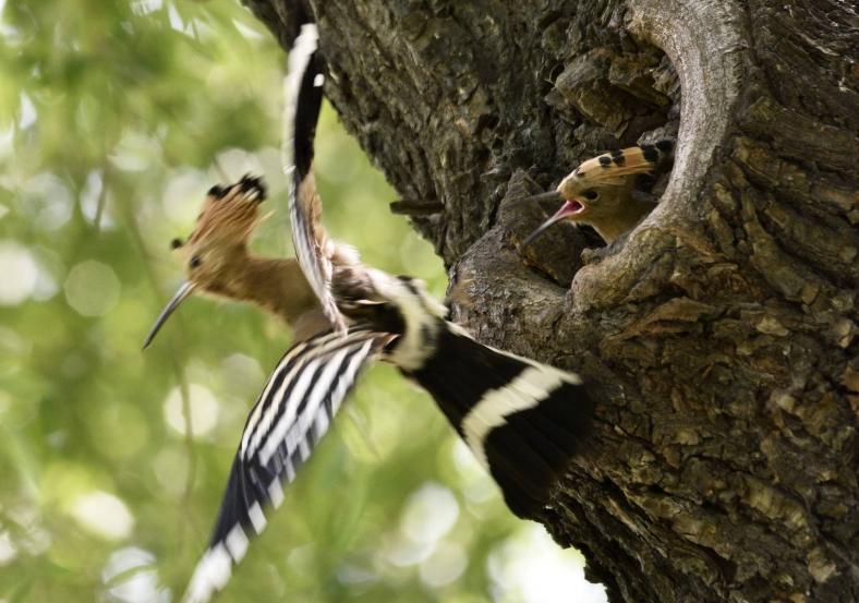How do birds eat without teeth? There is an amazing organ hidden in ...