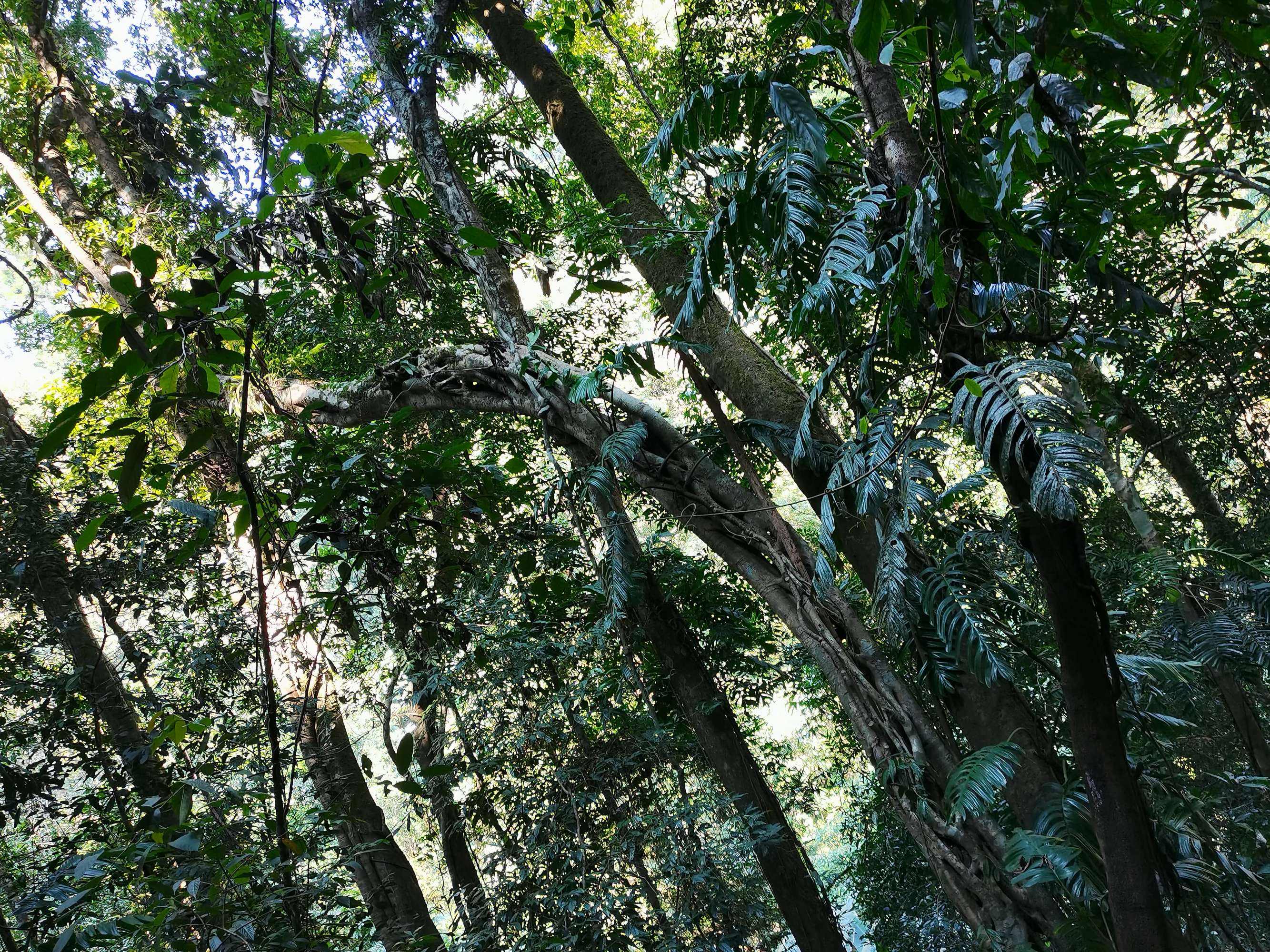 7 meters long!A 54-year-old woman in Indonesia was swallowed alive by a ...