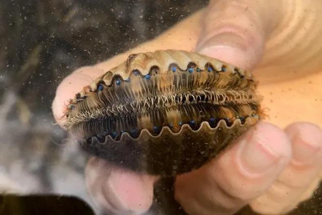 What are the 200 eyes of a scallop for?What about visual evolution? - iNEWS