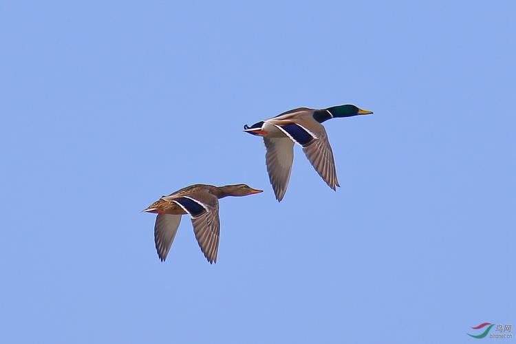 Ducks Flying Together - iMedia