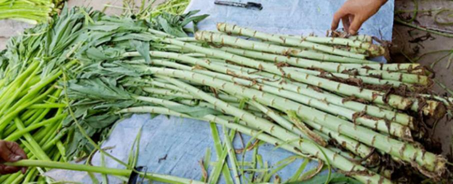 What exactly is the "tribute dish" that squeaks in the hot pot? - iNEWS