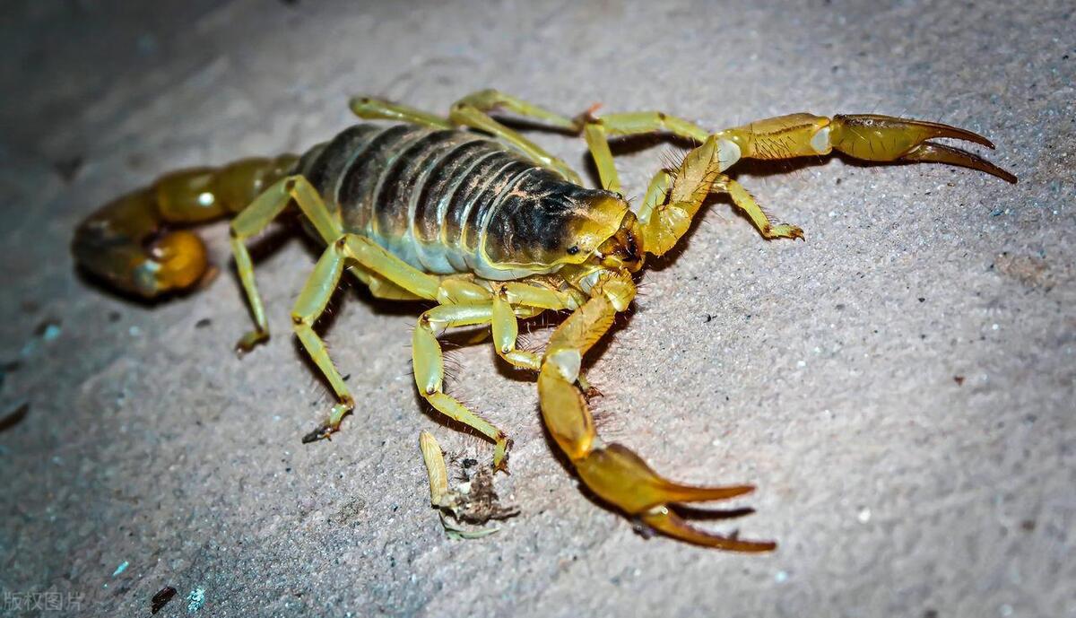 What are scorpions most afraid of? Do scorpions climb into the bed and ...